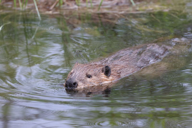 North American Beaver (Castor Canadensis) Alberta Canada Stock Image ...