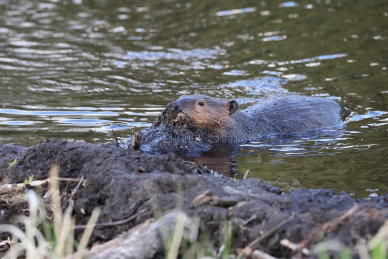 North American Beaver (Castor Canadensis) Alberta Canada Stock Image ...