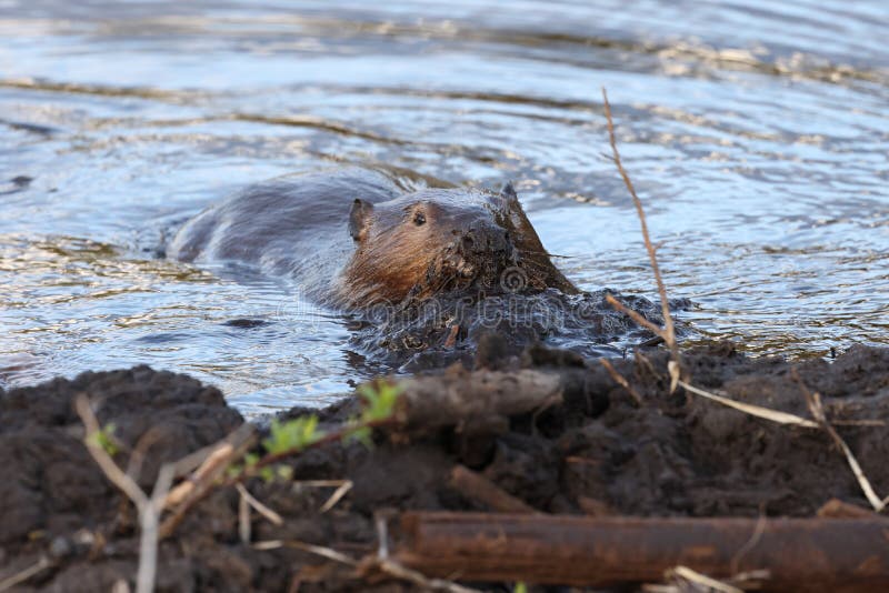 North American Beaver (Castor Canadensis) Alberta Canada Stock Image ...