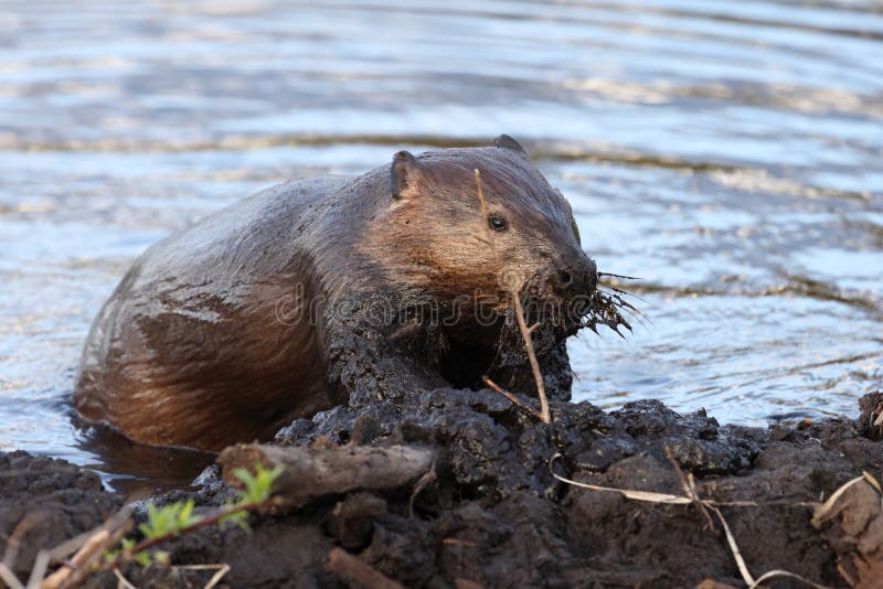 North American Beaver (Castor Canadensis) Alberta Canada Stock Image ...