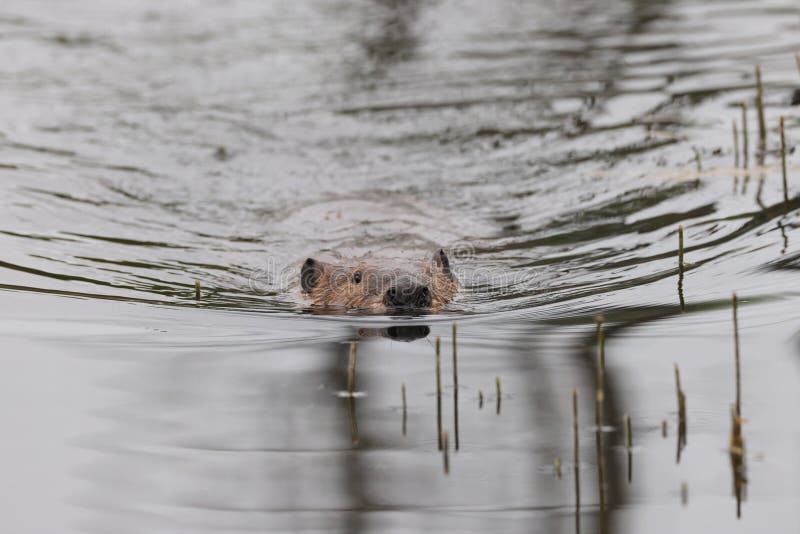 North American Beaver (Castor Canadensis) Alberta Canada Stock Image ...