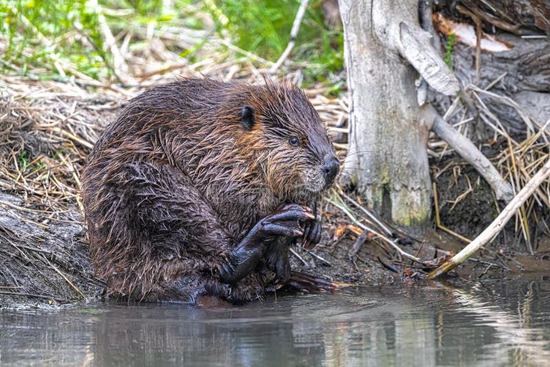 North American Beaver Cleaning Itself Stock Image - Image of brown ...