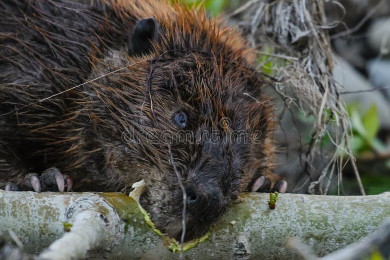 North American Beaver (Castor Canadensis) Stock Image - Image of rodent ...