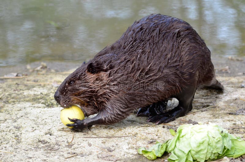 North American Beaver Eating Apple Stock Photo - Image of america ...