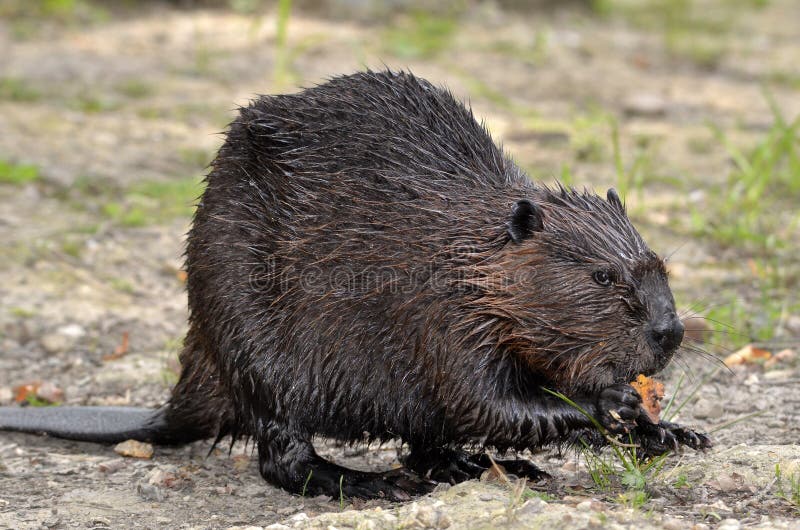 North American Beaver Eating Vegetable Stock Image - Image of vegetable ...