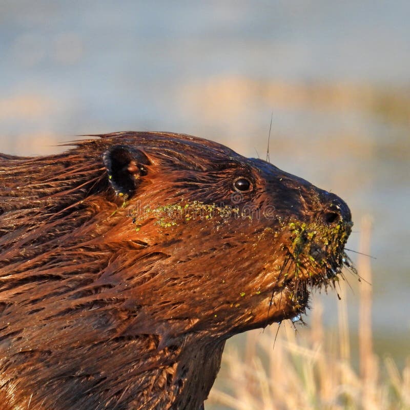 North American Beaver Face Wet after Swimming Across Pond Stock Photo ...