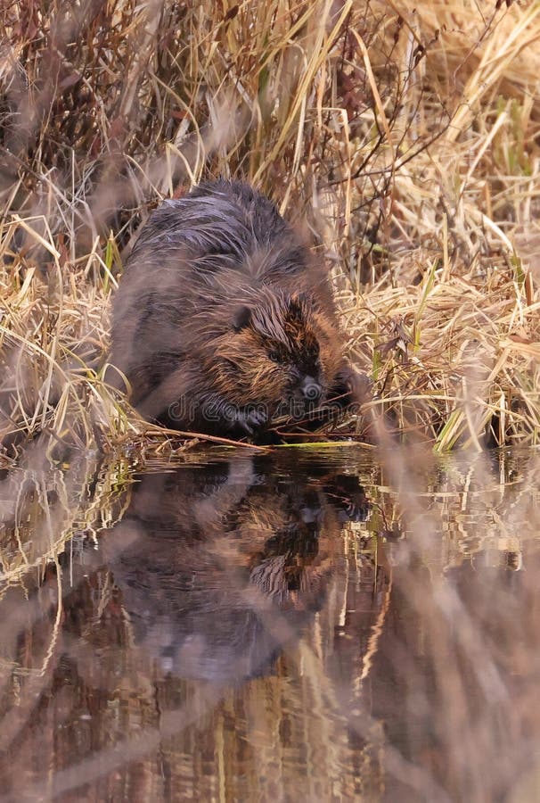 North American Beaver Portrait and His Reflection on the Lake Stock ...