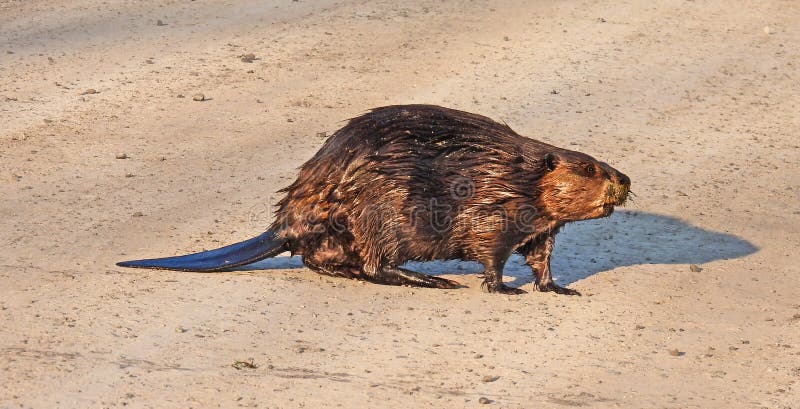North American Beaver Walking Across Dirt Road Stock Image - Image of ...