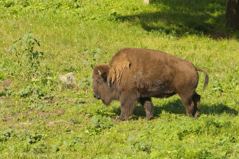 North American Bison stock photo. Image of large, hunted - 86557324