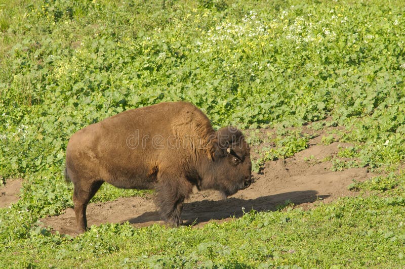 North American Bison stock photo. Image of huge, female - 86557392