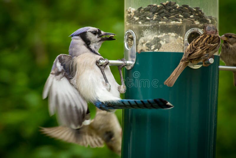 North American Blue Jay stock image. Image of rural - 203597499