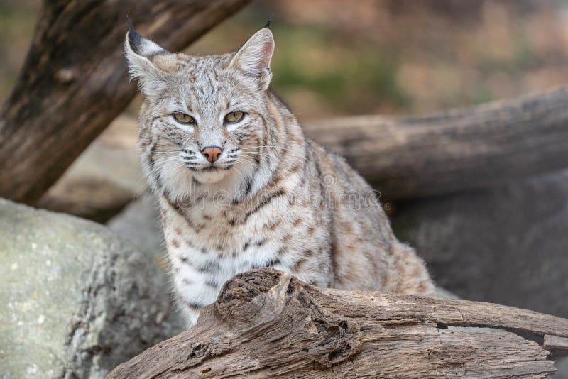 North American Bobcat Looking at Camera Stock Image - Image of hunter ...
