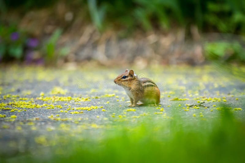 Chipmunk Spring Time stock photo. Image of striped, tail - 118901902