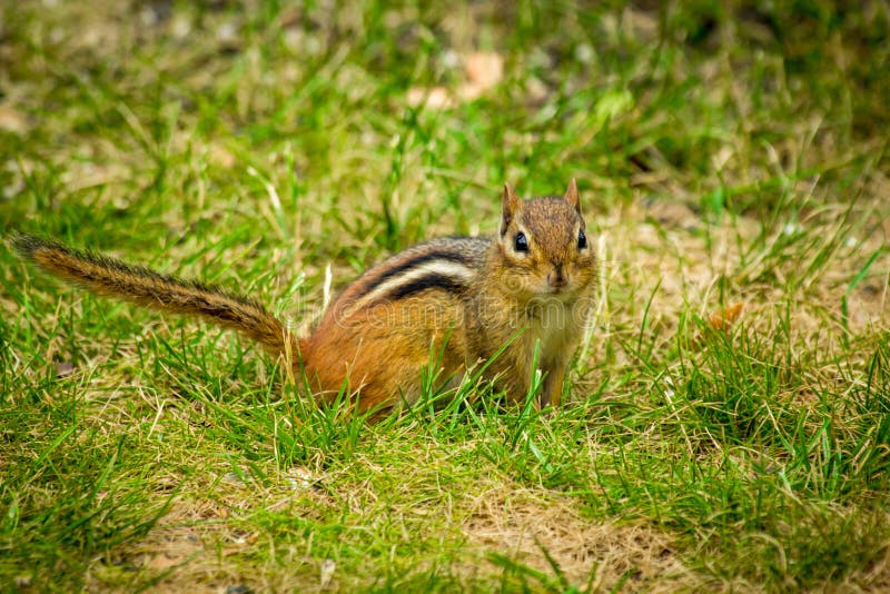 Chipmunk Spring Time stock image. Image of tail, chipmunk - 123855021