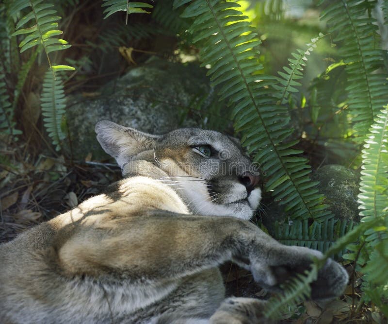Puma Plant Stock Photos - Free & Royalty-Free Stock Photos from Dreamstime