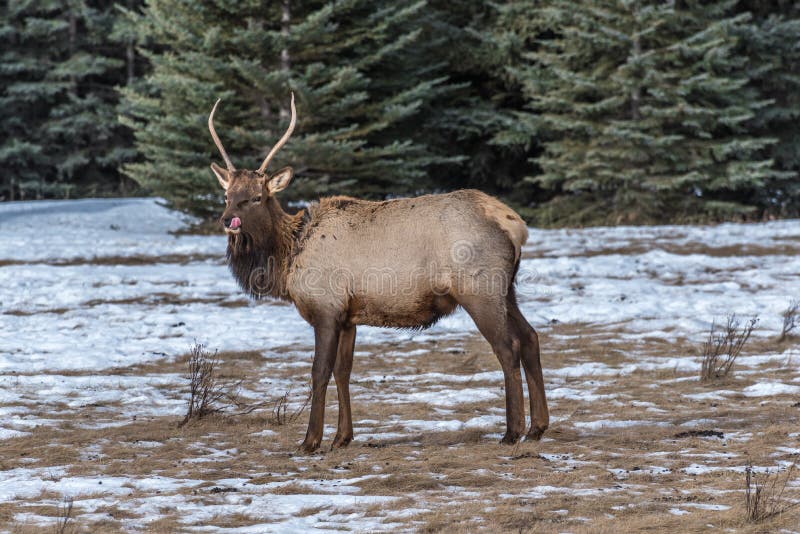 North American elk stock photo. Image of meadow, wildlife - 76390948
