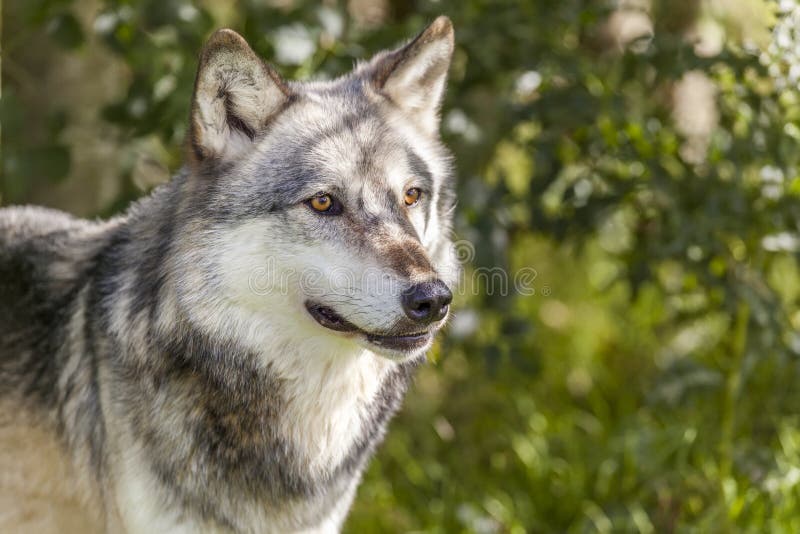 North-american Gray Wolf, Canis Lupus Imagem de Stock - Imagem de canis ...
