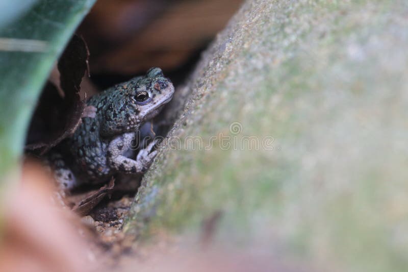 North American green toad stock photo. Image of anaxyrus - 368446976