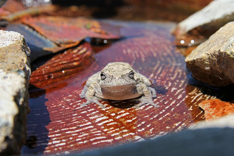 Grey Tree Frog Sitting in a Bird Bath Looking at Camera Stock Image ...