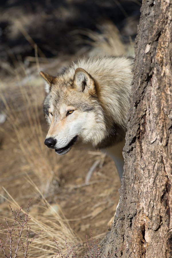 North American Grey Wolf Behind Tree Stock Photo - Image of north ...