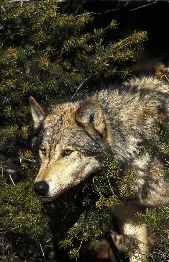 North American Grey Wolf, Canis Lupus Occidentalis, Canada Stock Image ...