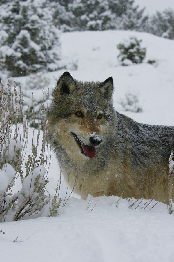 North American Grey Wolf in Snow Stock Photo - Image of america, wolf ...