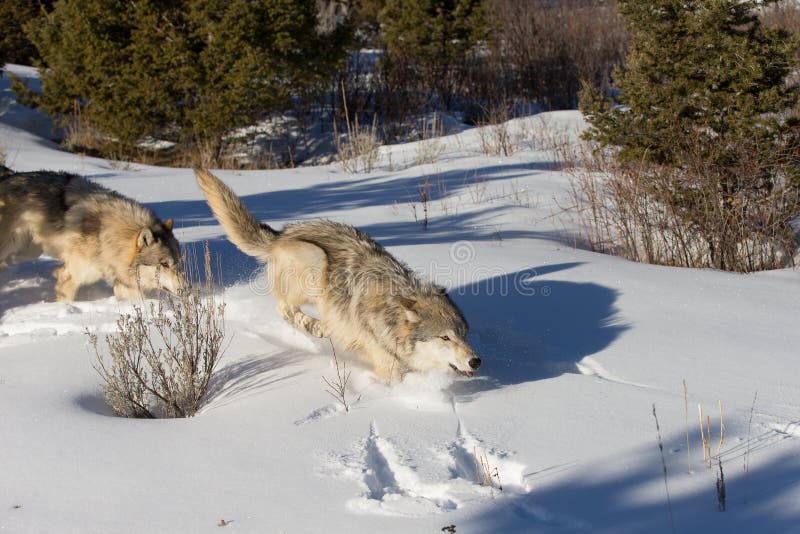 North American Grey Wolf in Snow Stock Photo - Image of north ...