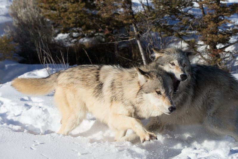 North American Grey Wolf in Snow Stock Photo - Image of canine, america ...