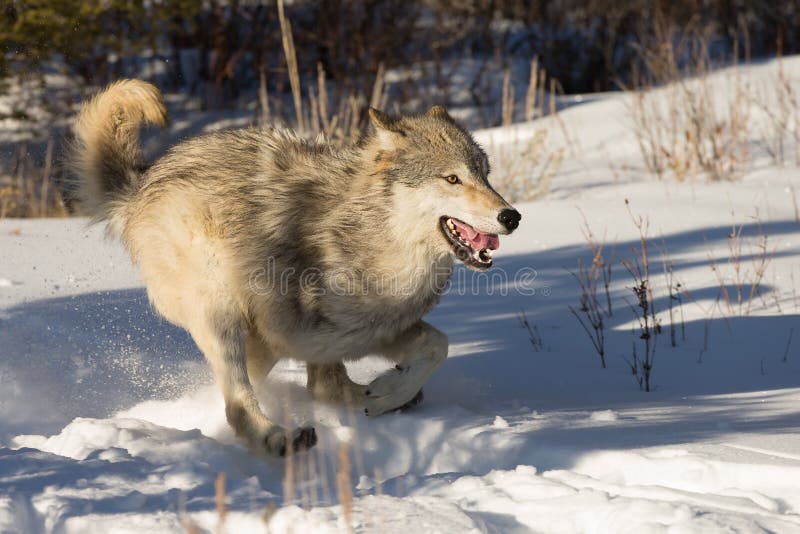 North American Grey Wolf in Snow Stock Photo - Image of coyote ...