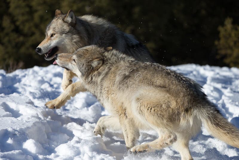 North American Grey Wolf in Snow Stock Image - Image of canine, wild ...