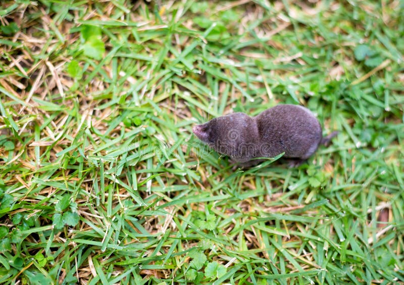A North American Least Shrew in the Grass Stock Image - Image of ...