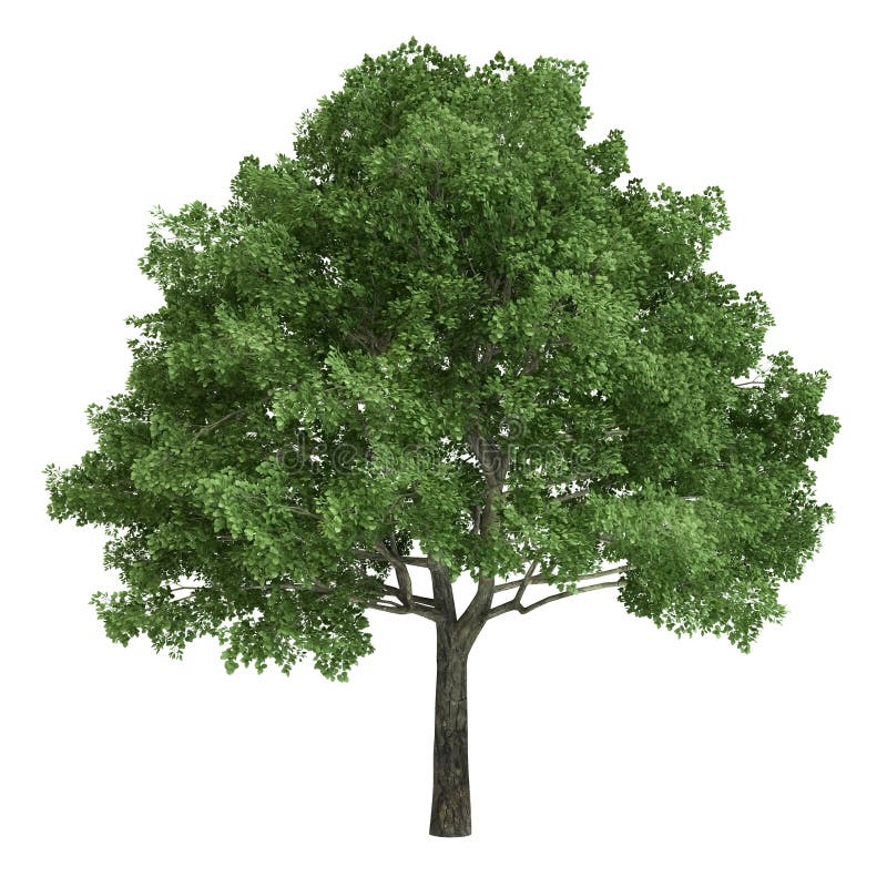 North American Oak Tree Isolated Stock Illustration - Illustration of ...