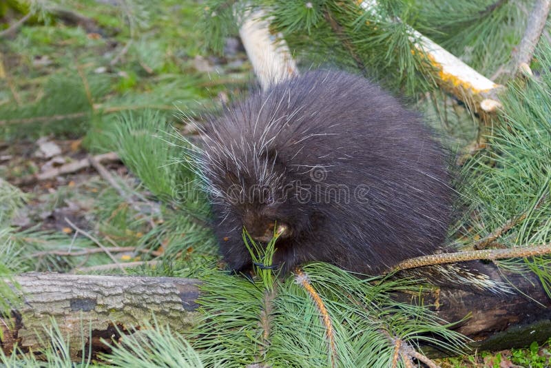 North American porcupine stock photo. Image of rodent - 68652654