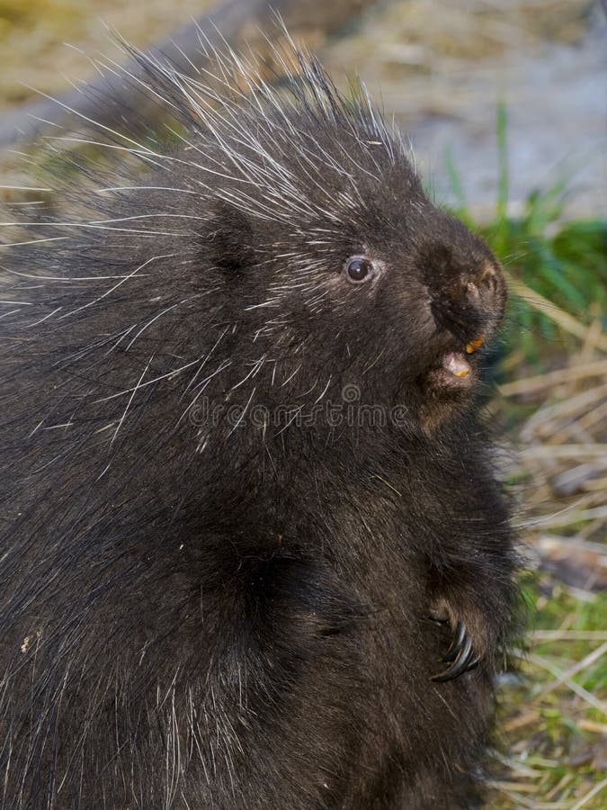 North American porcupine stock image. Image of dorsatum - 68652401