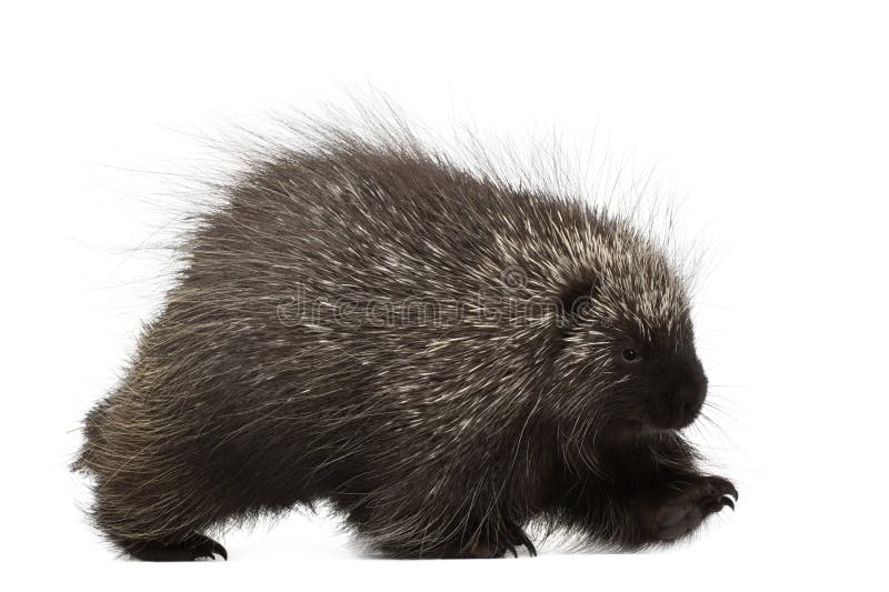 North American Porcupine Walking Stock Photo - Image of brown, furry ...