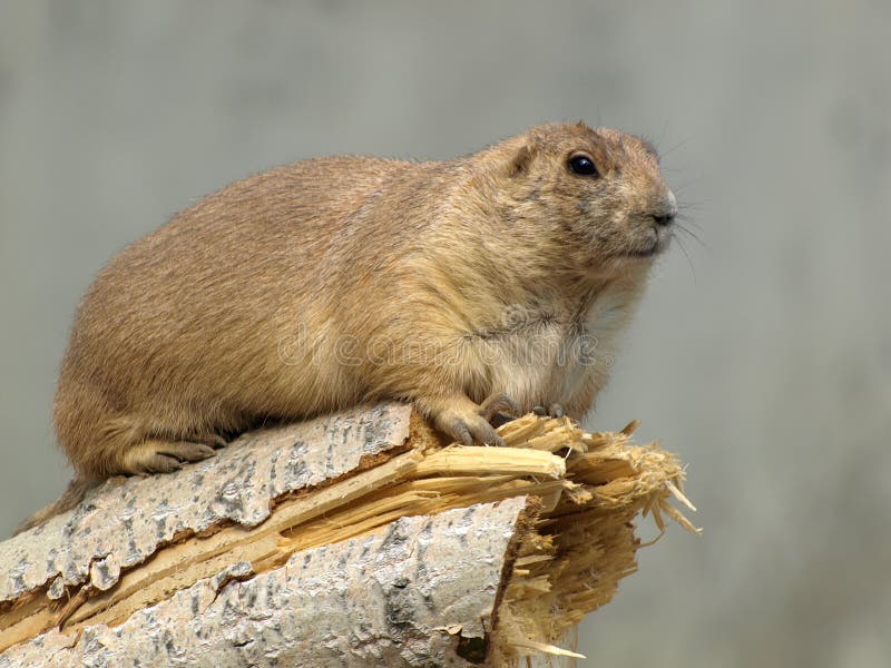 North American Prairie Dog on a Branch. Stock Image - Image of wildlife ...