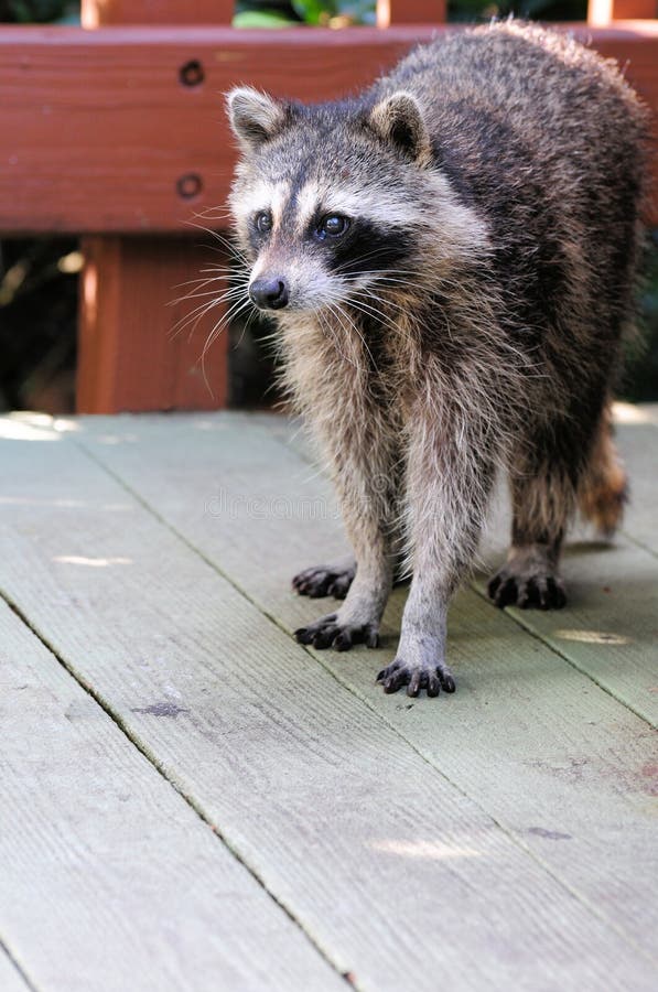 North American Raccoon stock image. Image of bandits - 20850377