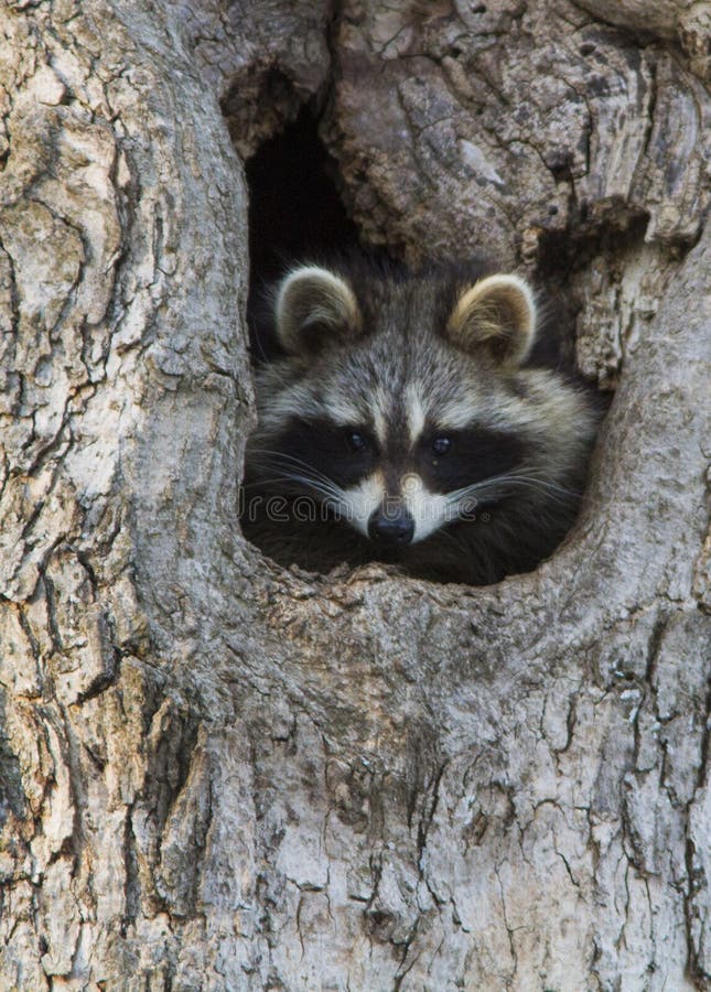 Young Raccoons stock photo. Image of animal, friends - 21864892