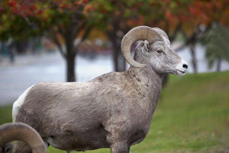 North American Ram stock image. Image of sheep, daytime - 17479561