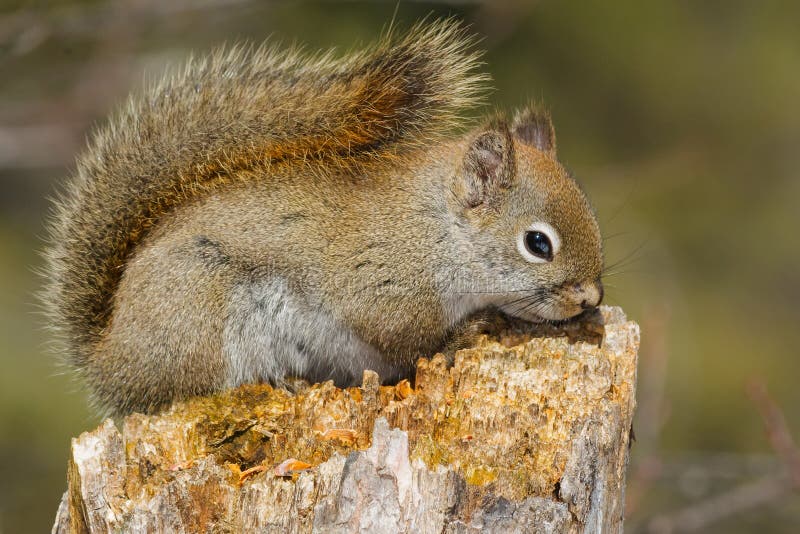 American Red Squirrel - Tamiasciurus Hudsonicus Stock Photo - Image of ...