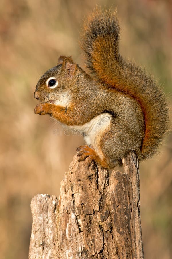 North American Red Squirrel Stock Photo - Image of american, wild: 46547558