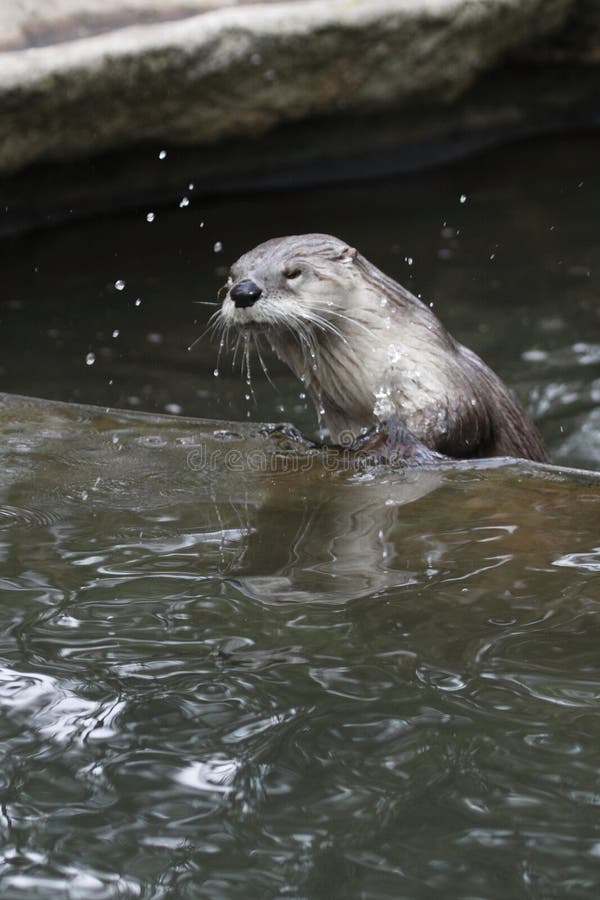 River Otter - Okefenokee Swamp Stock Photo - Image of wildlife, lily ...