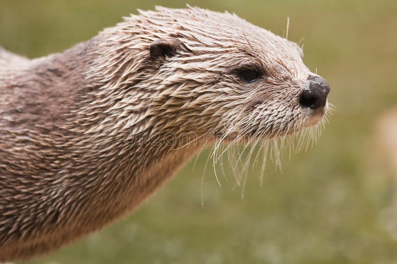 White sea otter stock photo. Image of ocean, brown, portrait - 12499488