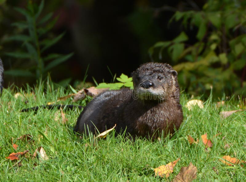 A North American River Otter on a River Bank Stock Image - Image of ...
