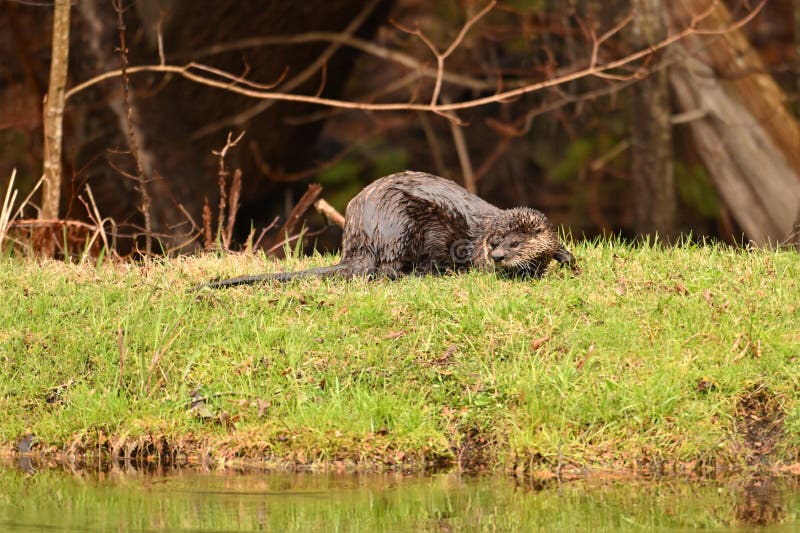 North American River Otter on Shore of a River Stock Photo - Image of ...