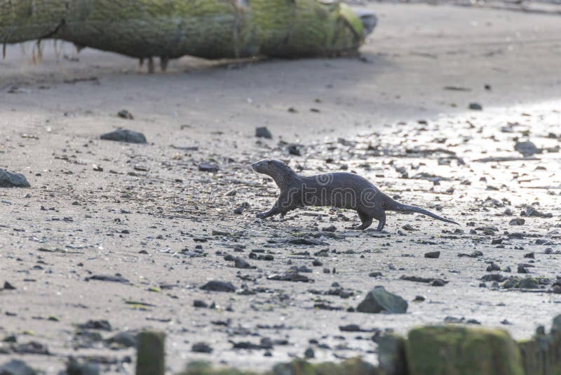 North American river otter stock image. Image of river - 280711587