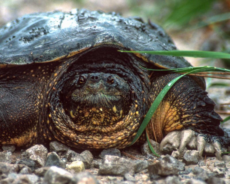 North American Snapping Turtle Stock Photo - Image of animal, america ...