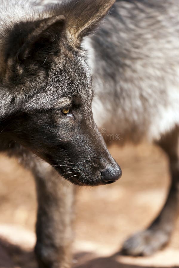 North American Wolf stock image. Image of animal, portrait - 22168113