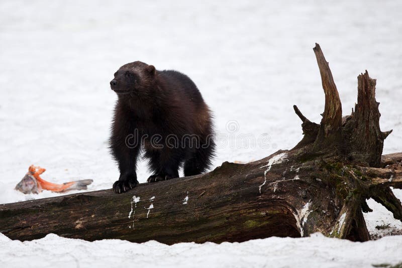 North American Wolverine, Gulo Gulo Luscus on the Wood Stock Image ...