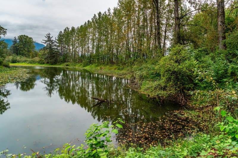 North Bend River stock image. Image of line, forest - 337537671